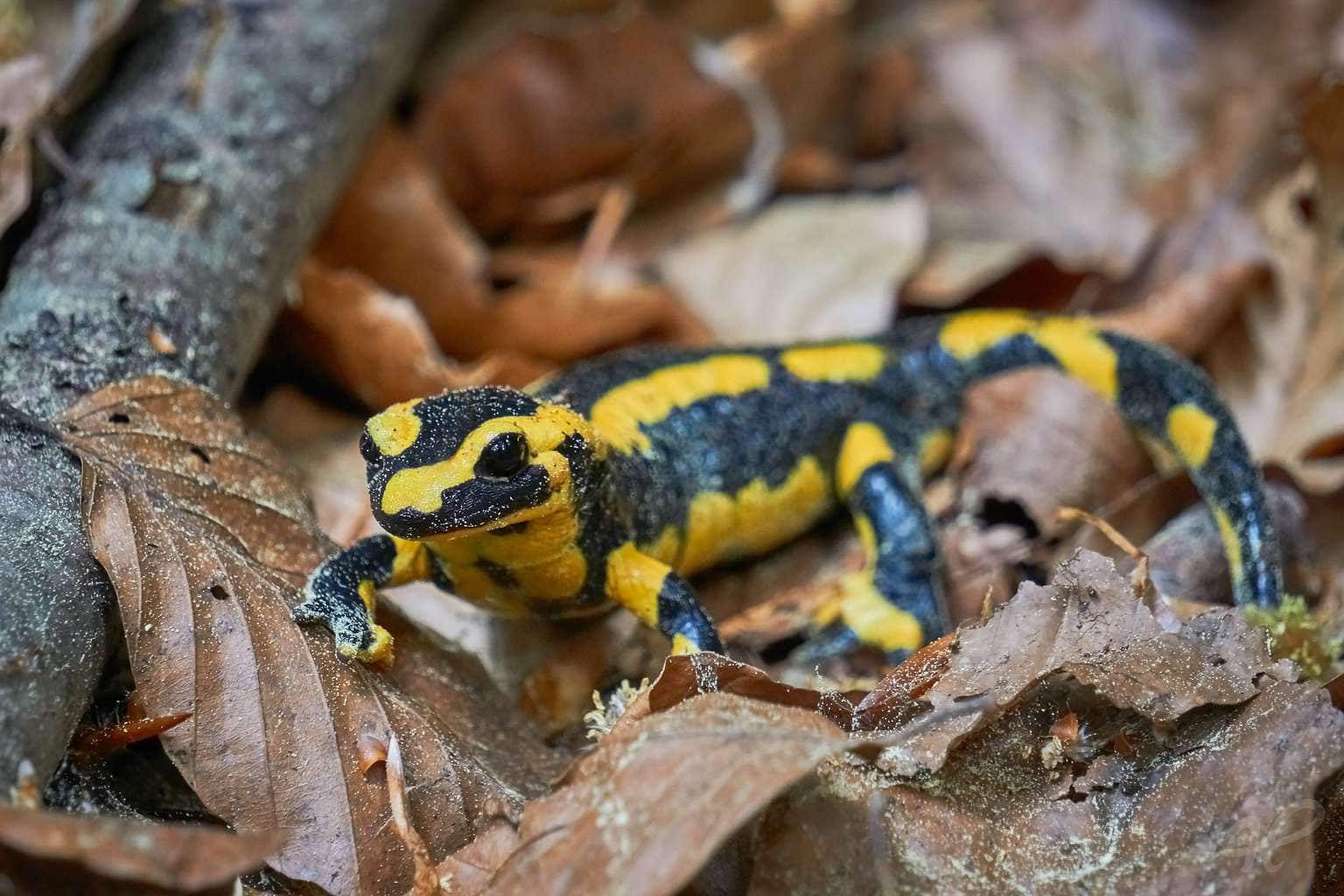 Salamander · Heimatfotos