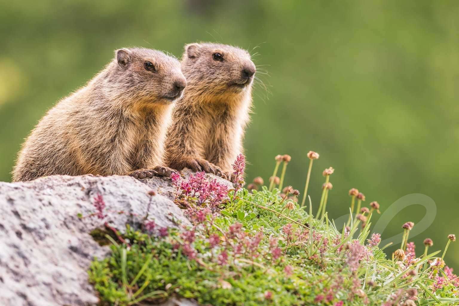 Zwei Murmeltiere · Heimatfotos