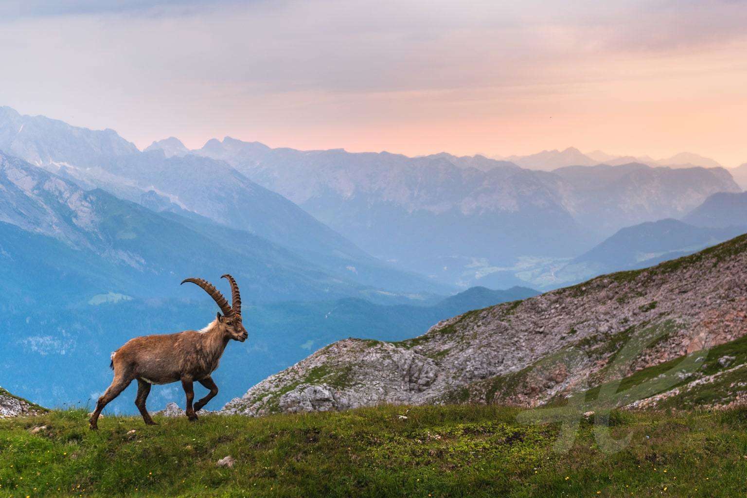 Steinbock · Heimatfotos