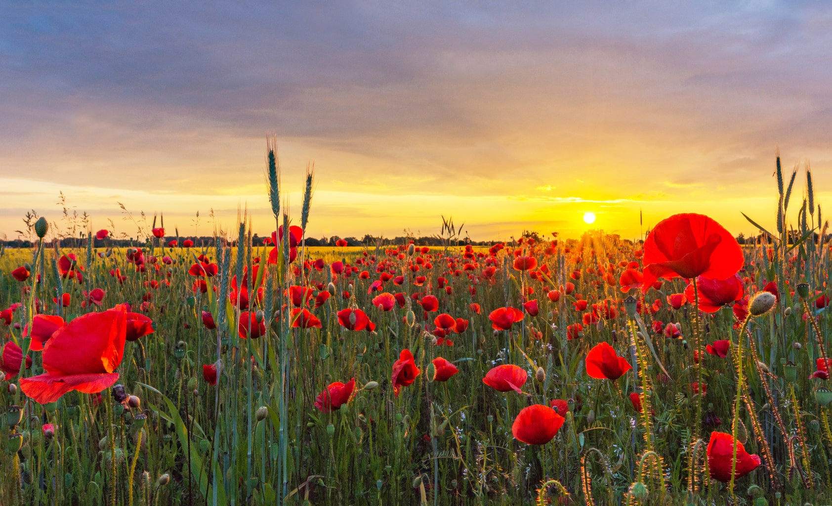 Mohnfeld im Abendlicht · Heimatfotos