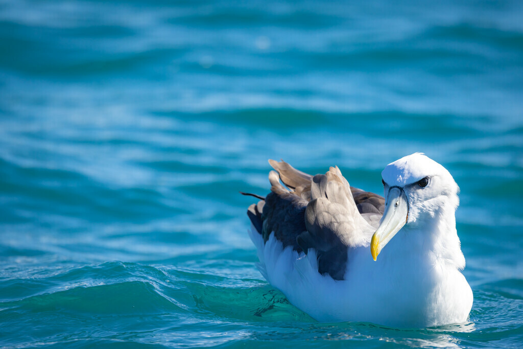 Albatross | Heimatfotos